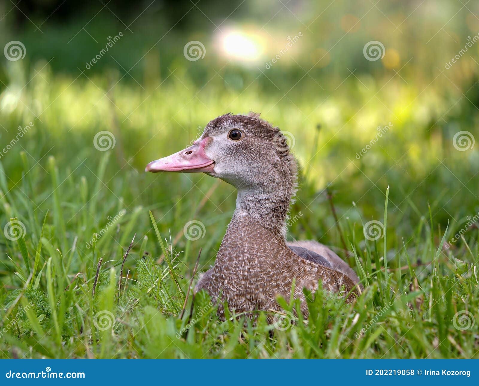 Duck in green grass stock photo. Image of poultry, park - 202219058