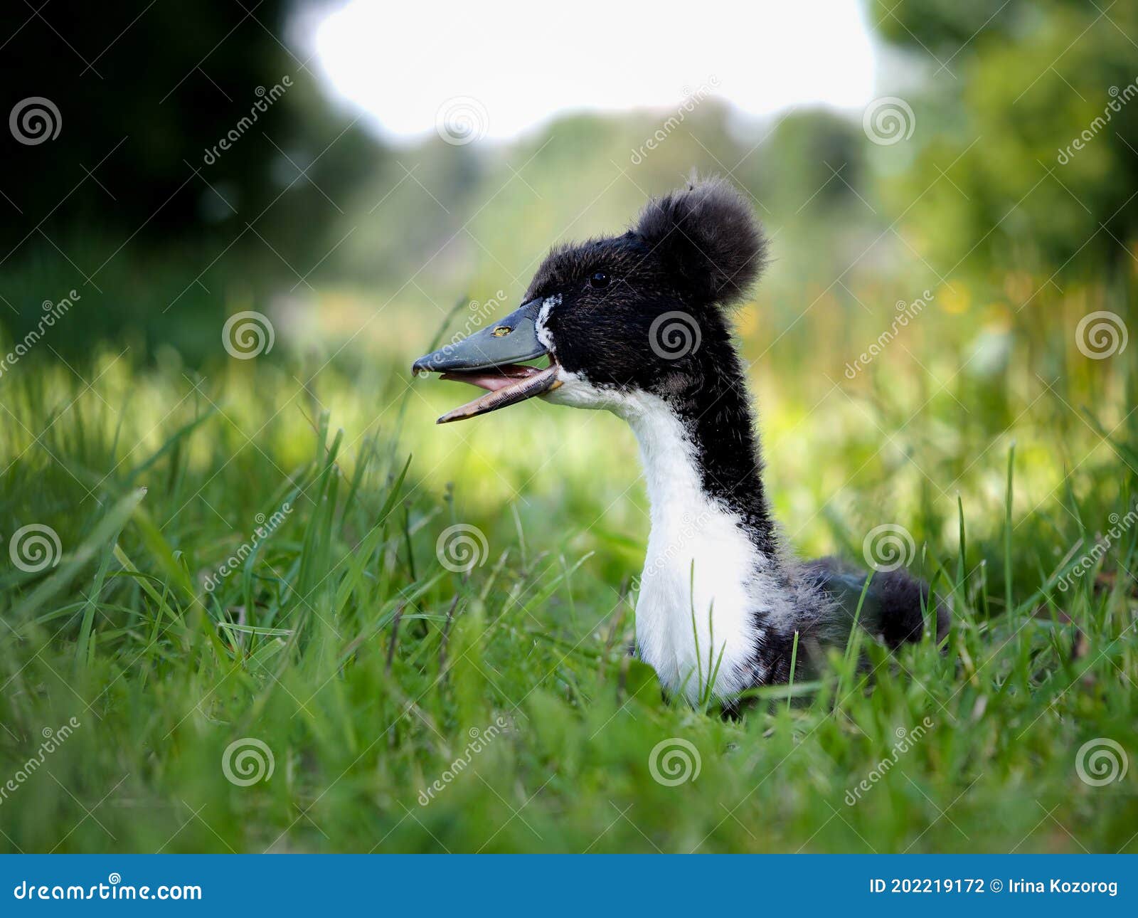 Duck in green grass stock photo. Image of background - 202219172
