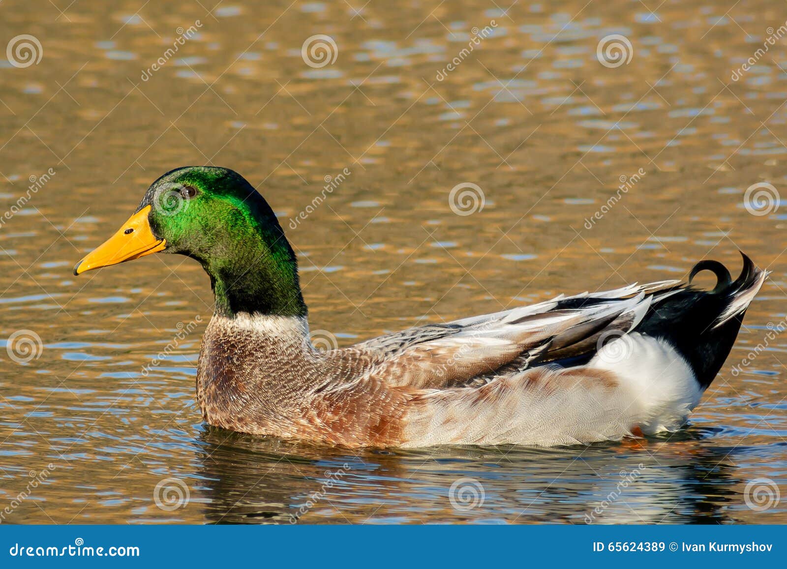 Duck with Green Neck Swimming on Water Pond Stock Image - Image of ...
