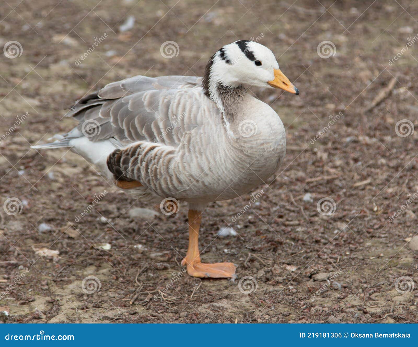 Duck walks on the ground stock photo. Image of white - 219181306