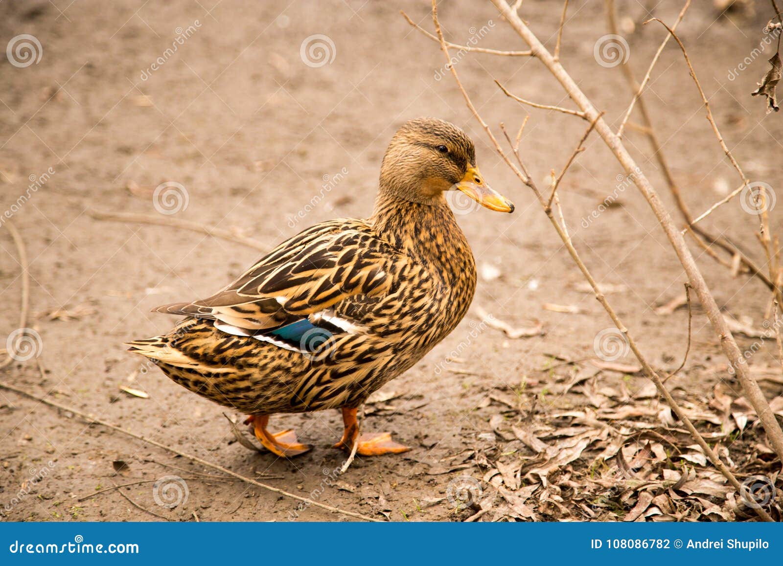Duck on the Ground in the Park Stock Photo - Image of beautiful ...