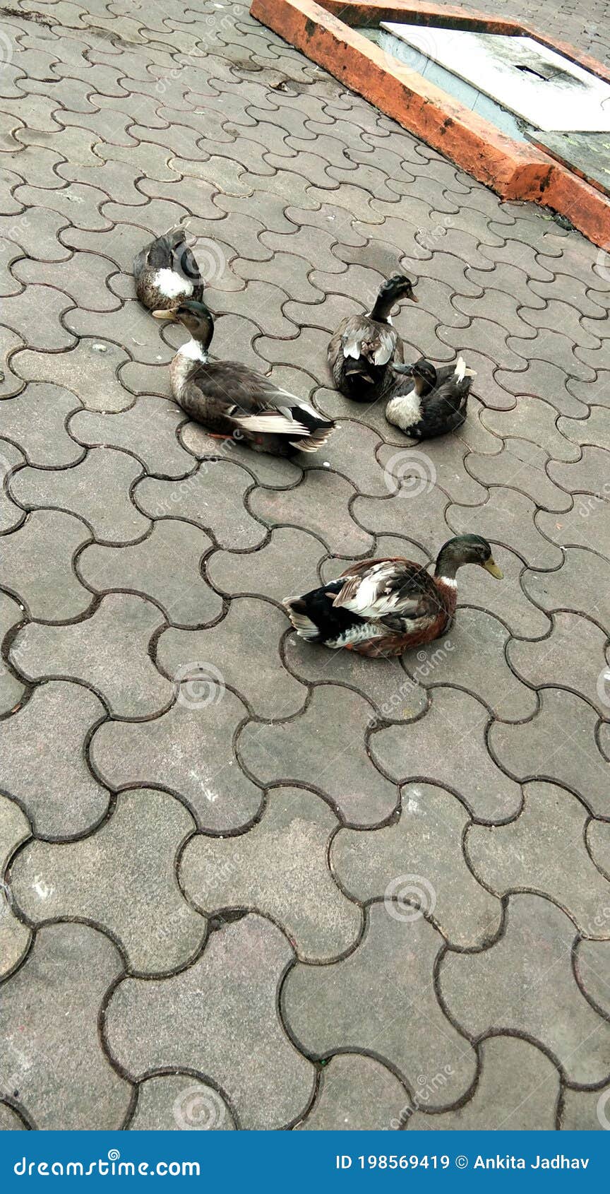 A duck in a group stock image. Image of wing, goose - 198569419