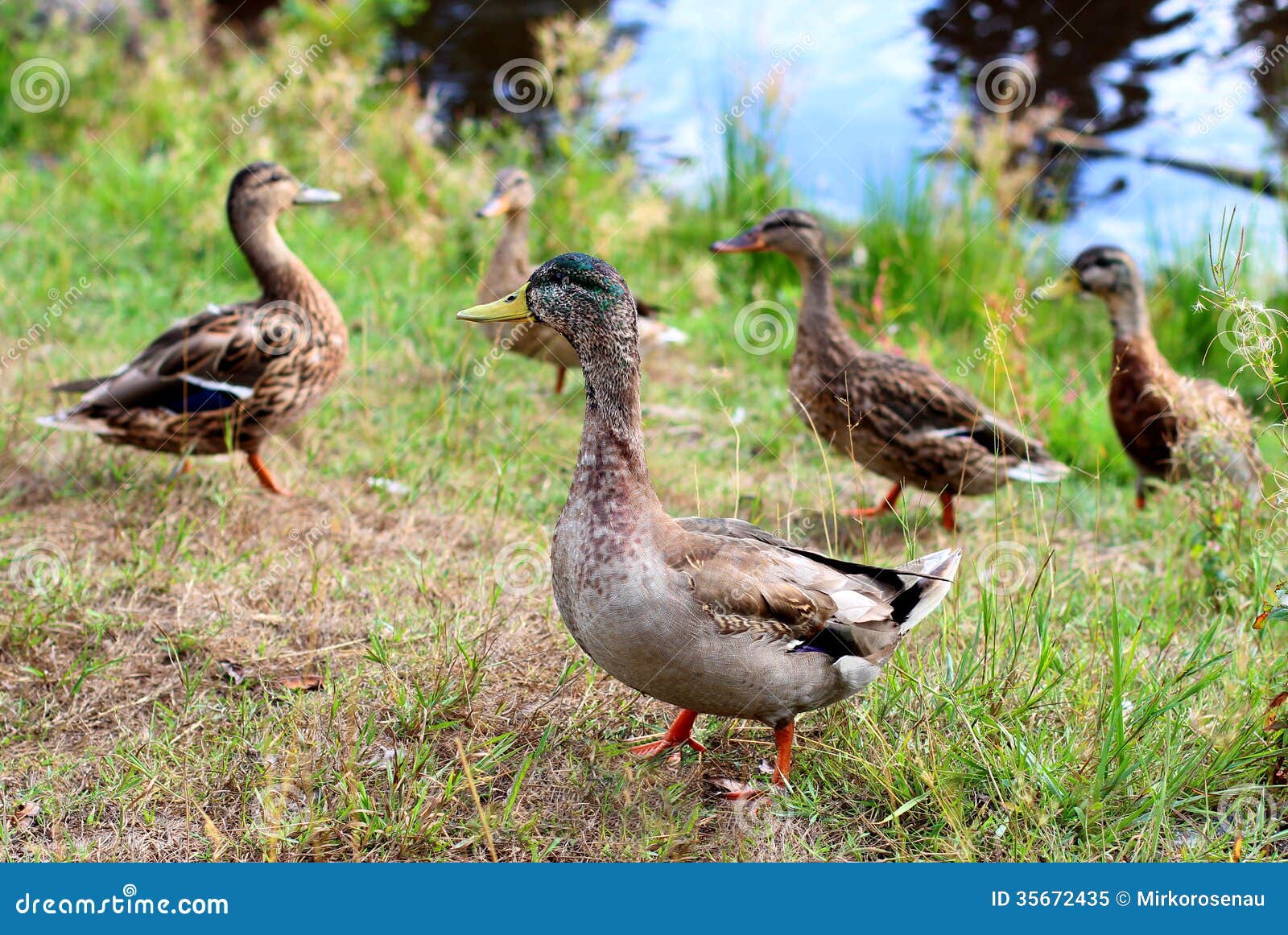 Duck Group stock image. Image of group, family, male - 35672435