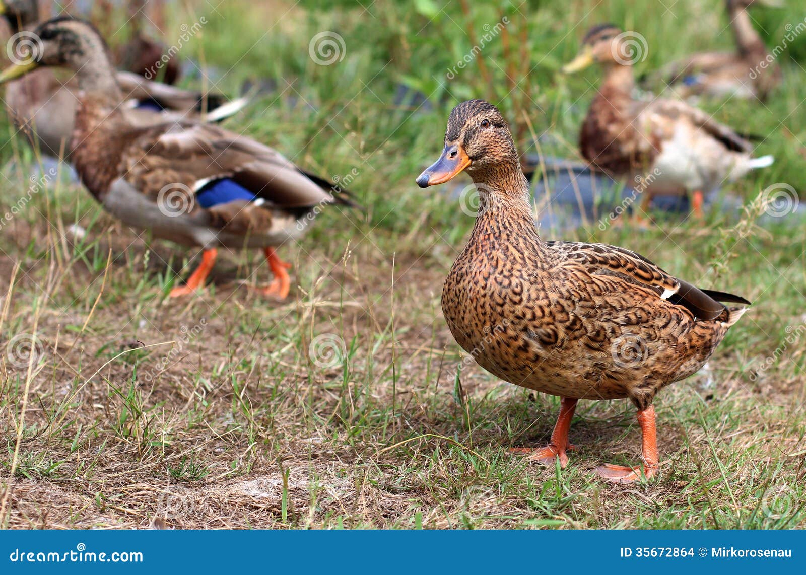Duck Group stock photo. Image of outdoor, bunch, color - 35672864