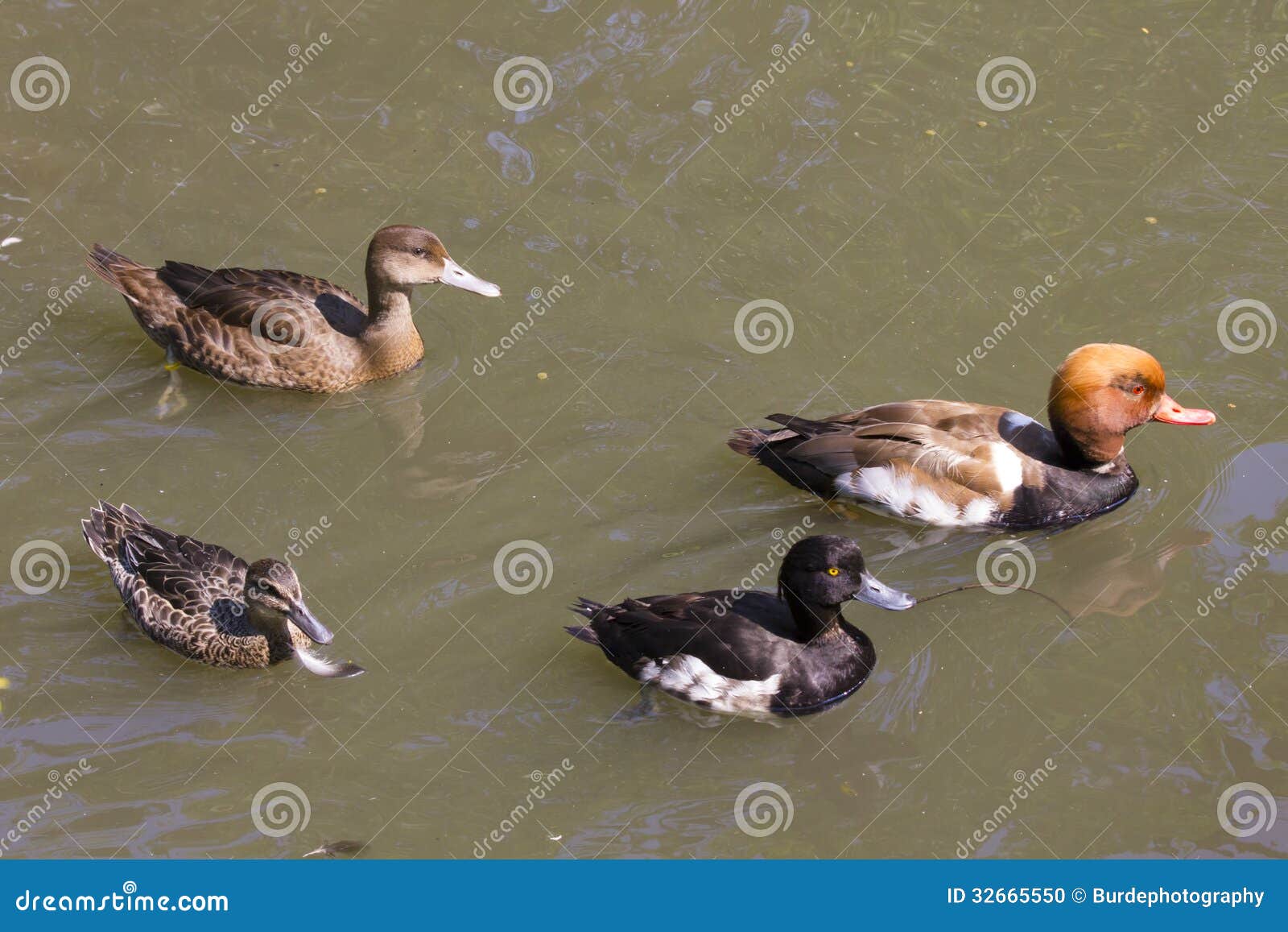 Duck group stock photo. Image of crane, duck, enviroment - 32665550