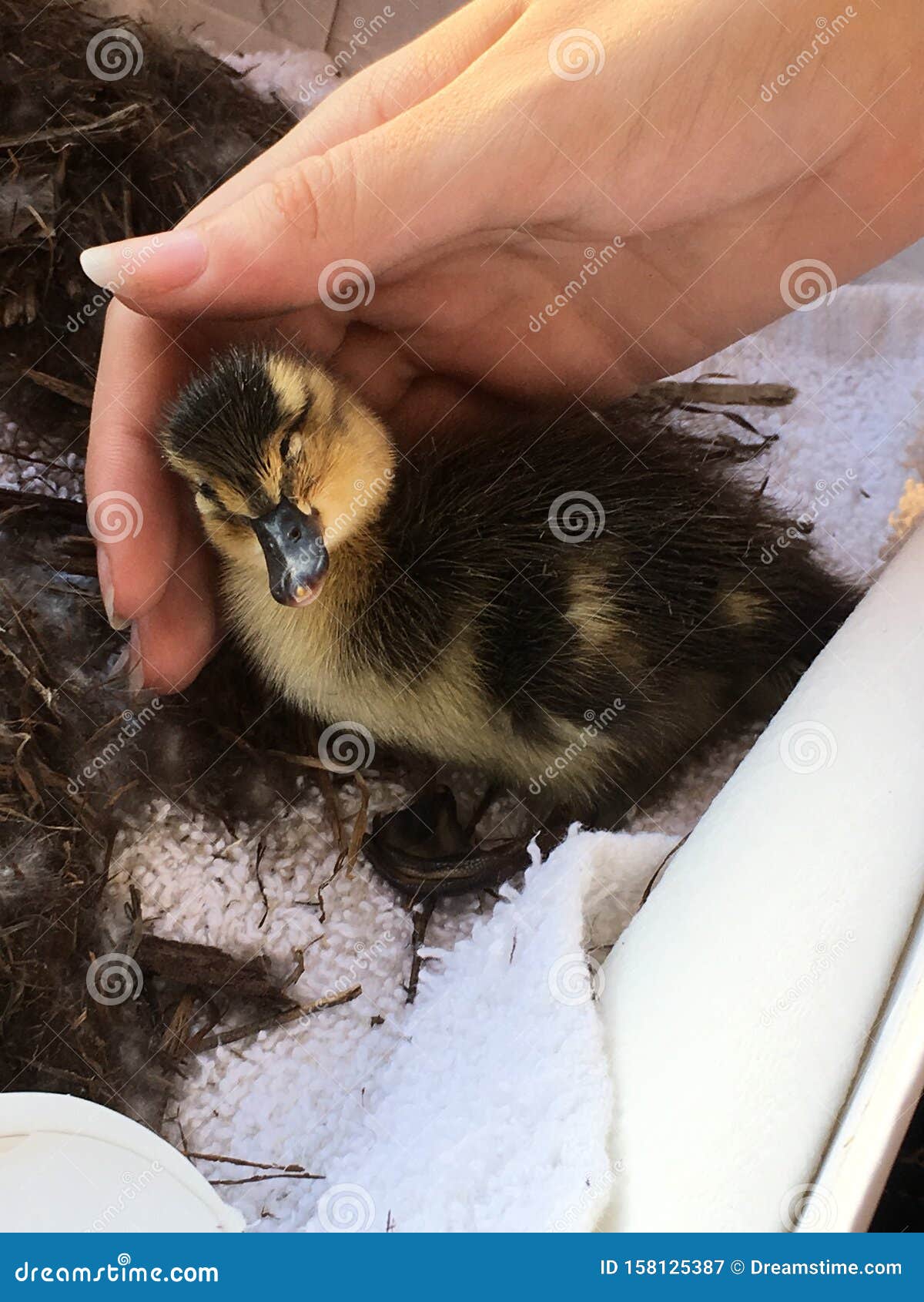 Duck in Hand Cute Sleeping Small Stock Image - Image of duck, small ...