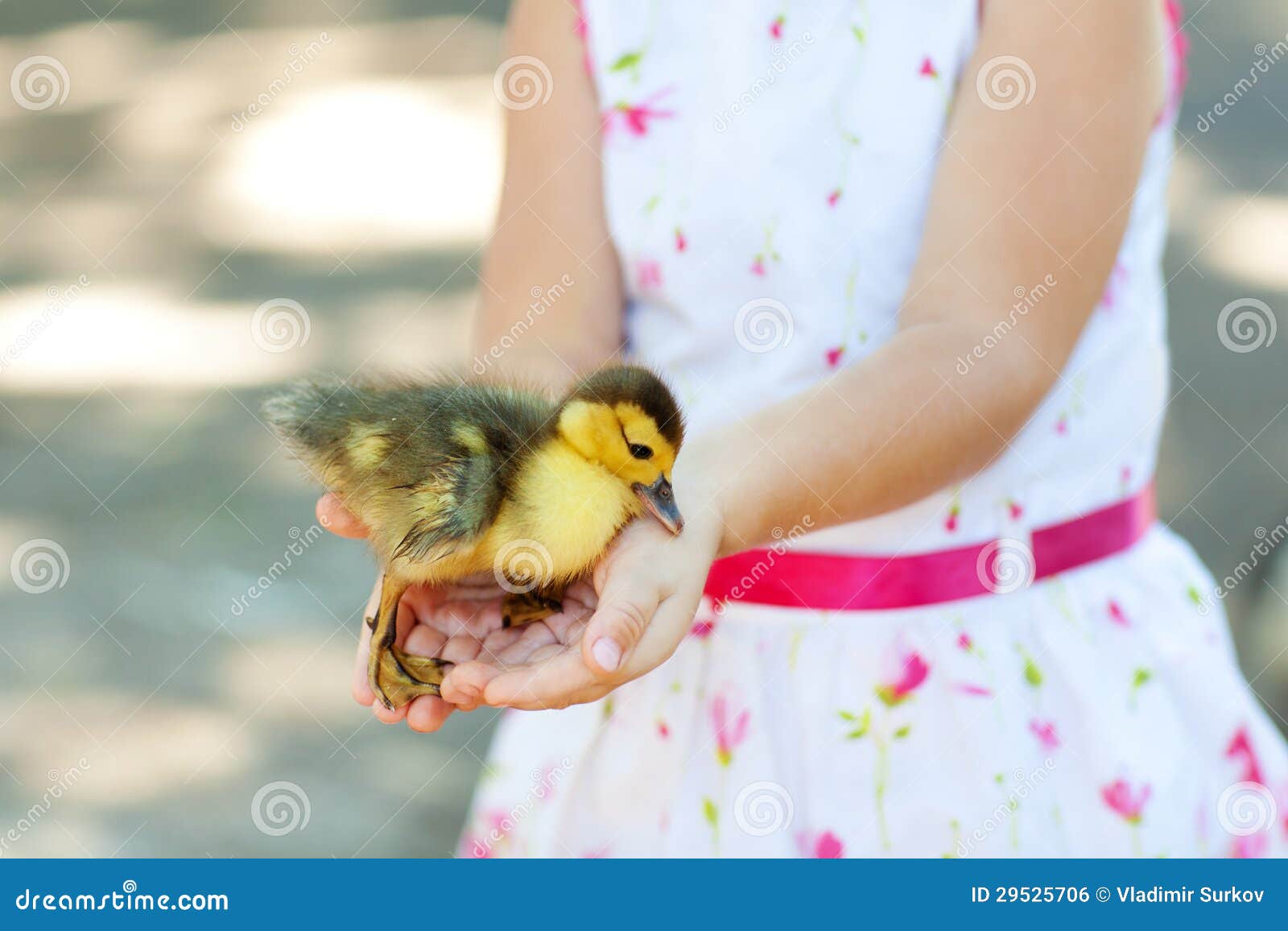Duck in hands of the child stock photo. Image of person - 29525706