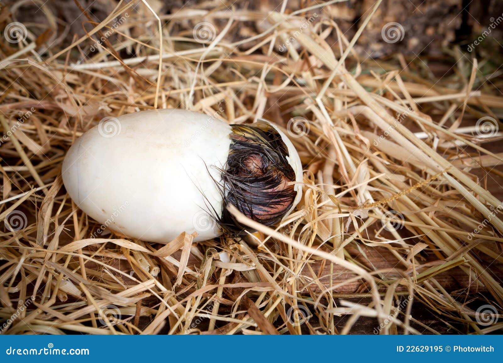Duck hatch stock image. Image of chick, hatched, hatch - 22629195