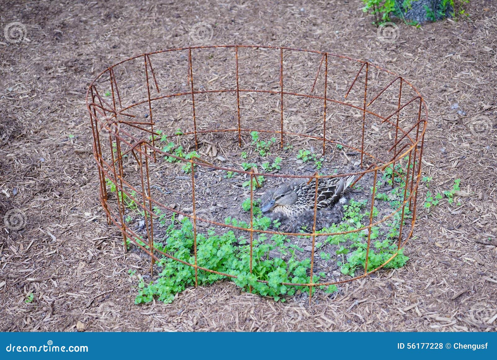 Duck hatch her egg in nest stock photo. Image of maintain - 56177228