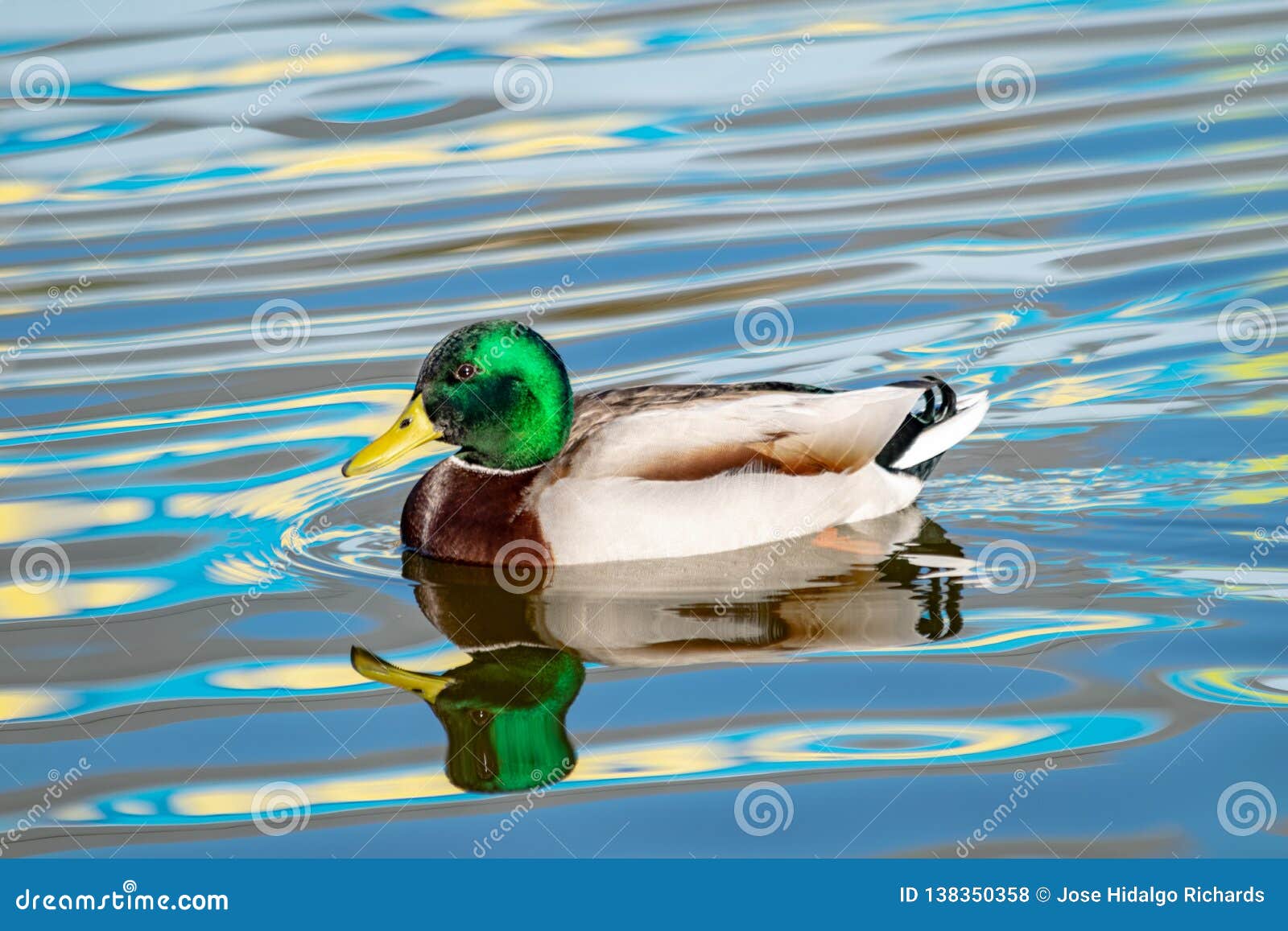 A Duck Floating on Colourful Ripples Stock Photo - Image of background ...