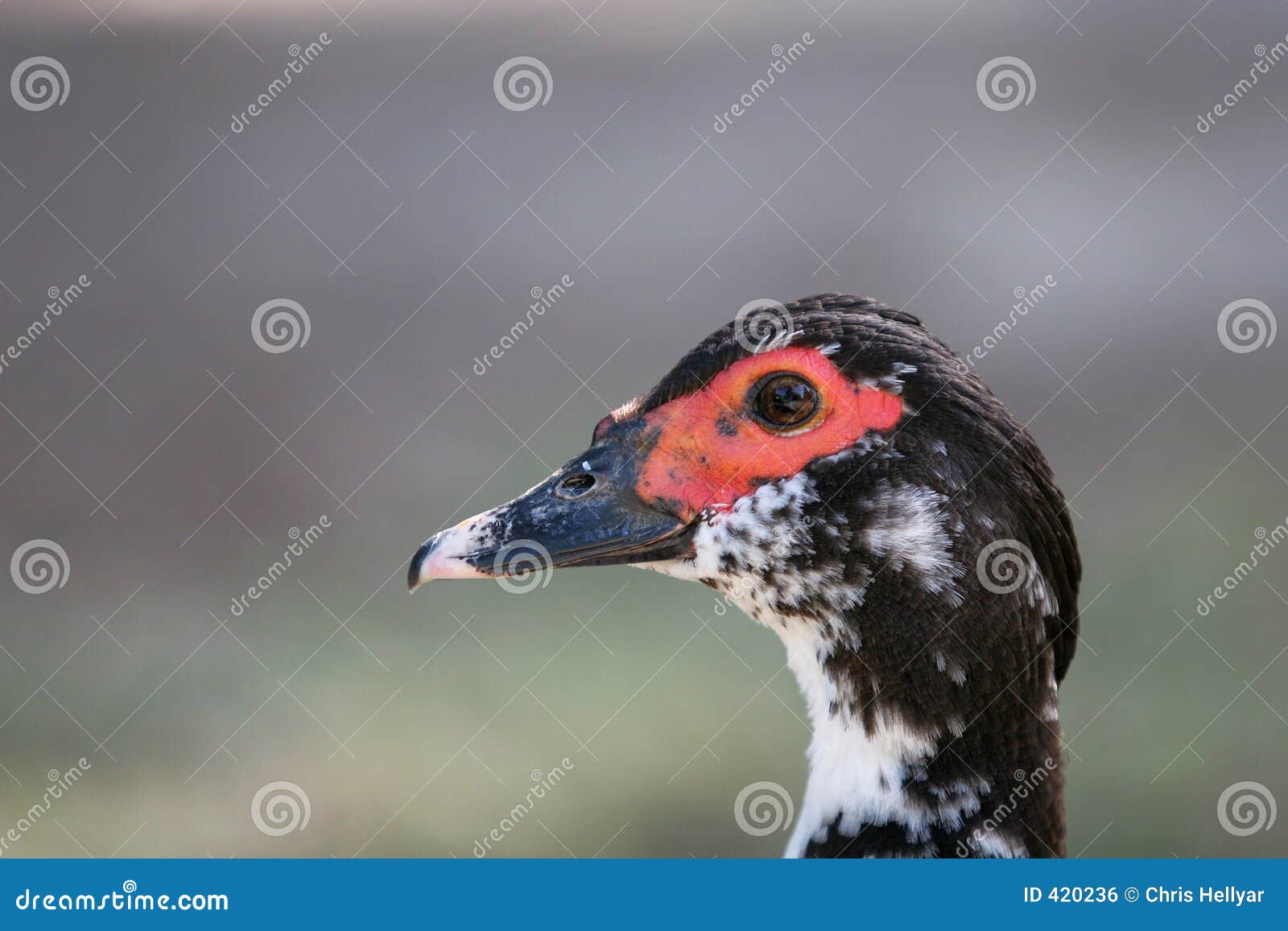 Duck head 1 stock photo. Image of space, look, animal, head - 420236