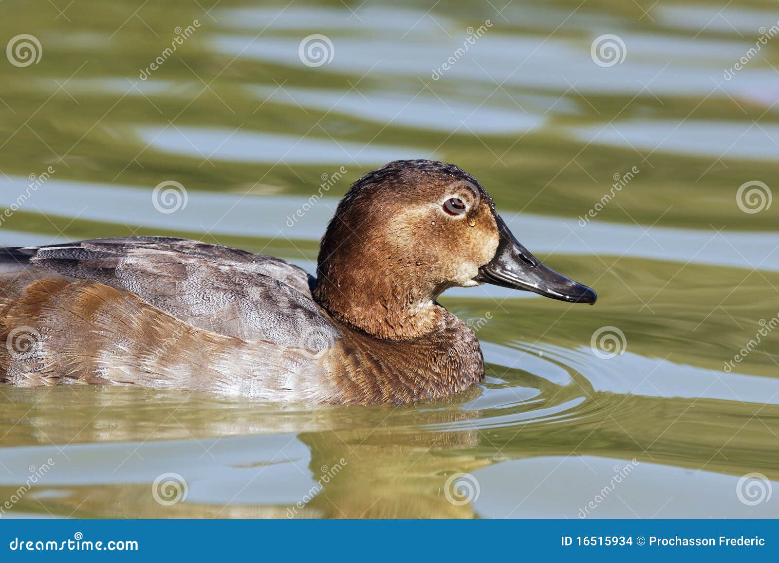 Duck head stock photo. Image of wildlife, wild, duck - 16515934