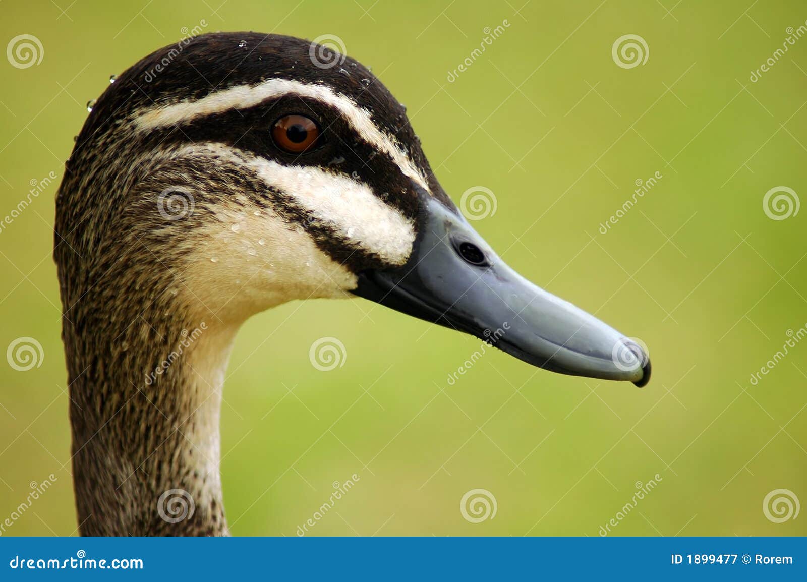 Duck Head, Neck And Chest Stock Photography | CartoonDealer.com #230798090