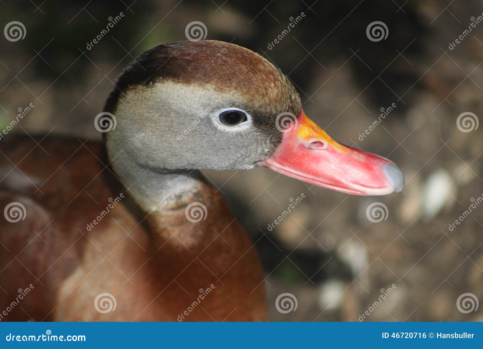 Black-Bellied Whistling Duck Stock Photo - Image of mallard, whistling ...