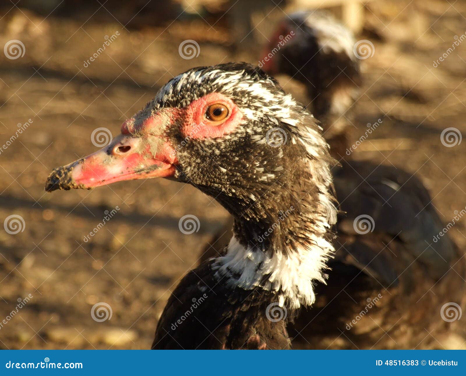 Duck head stock image. Image of white, bird, fauna, farm - 48516383