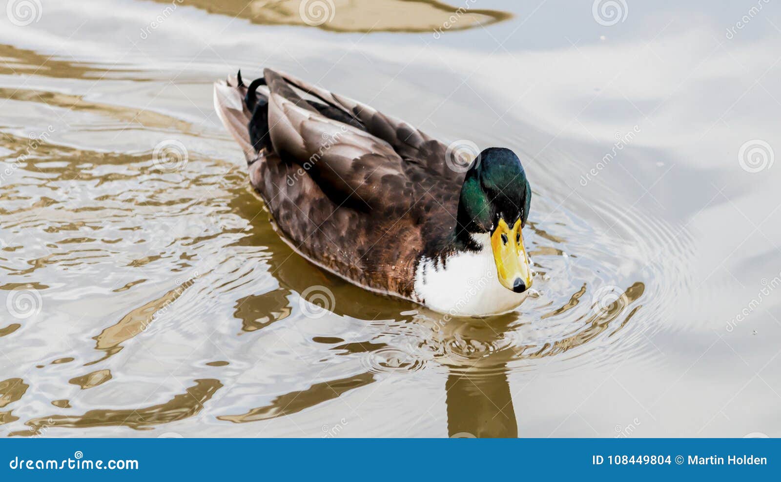 Duck Head on stock photo. Image of beak, nature, animal - 108449804