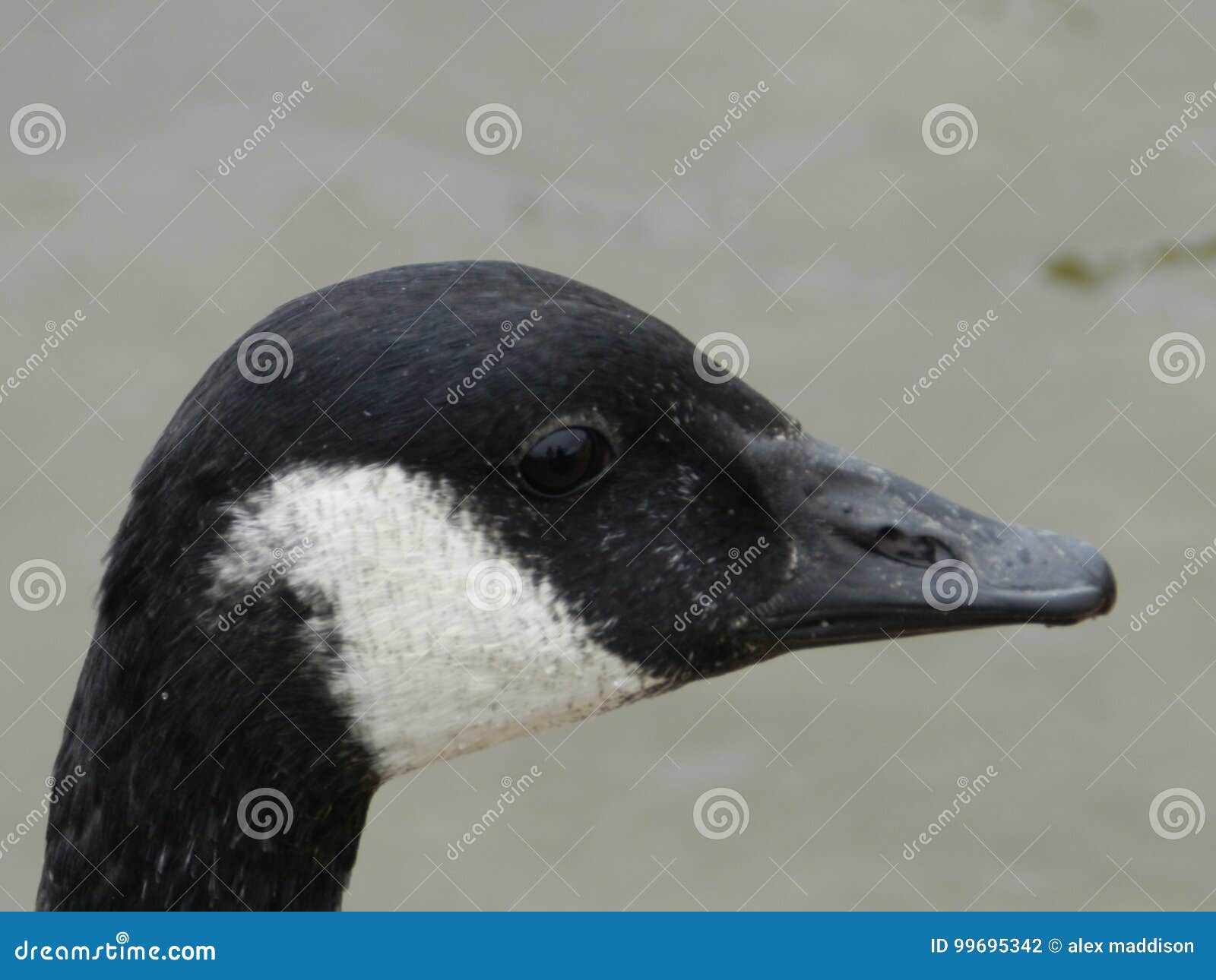 Duck head stock photo. Image of quack, duck, head, bird - 99695342