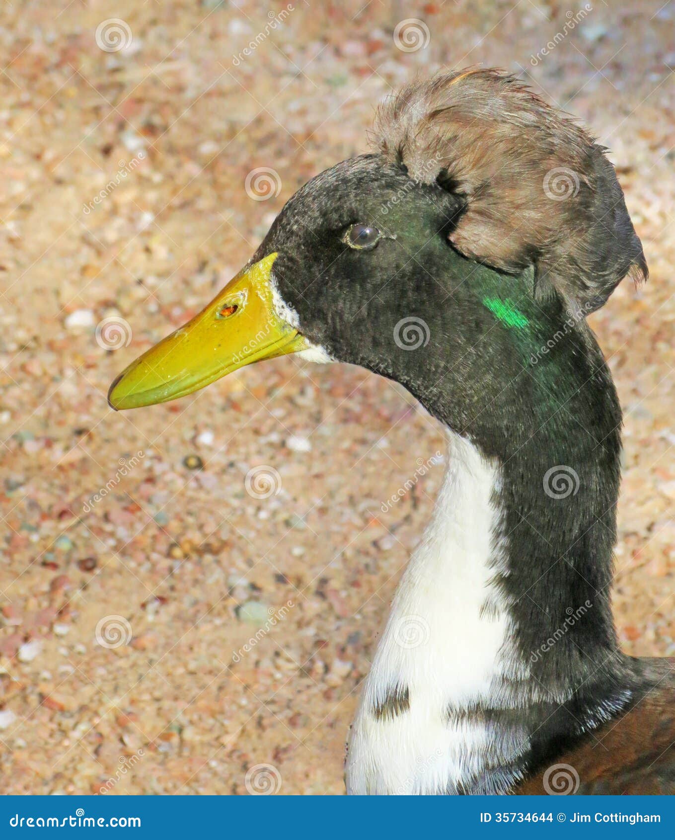 Duck Head Plumage stock photo. Image of bird, unique - 35734644