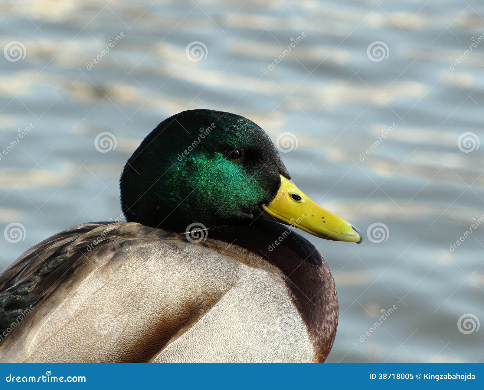 Duck head stock image. Image of water, plume, head, duck - 38718005