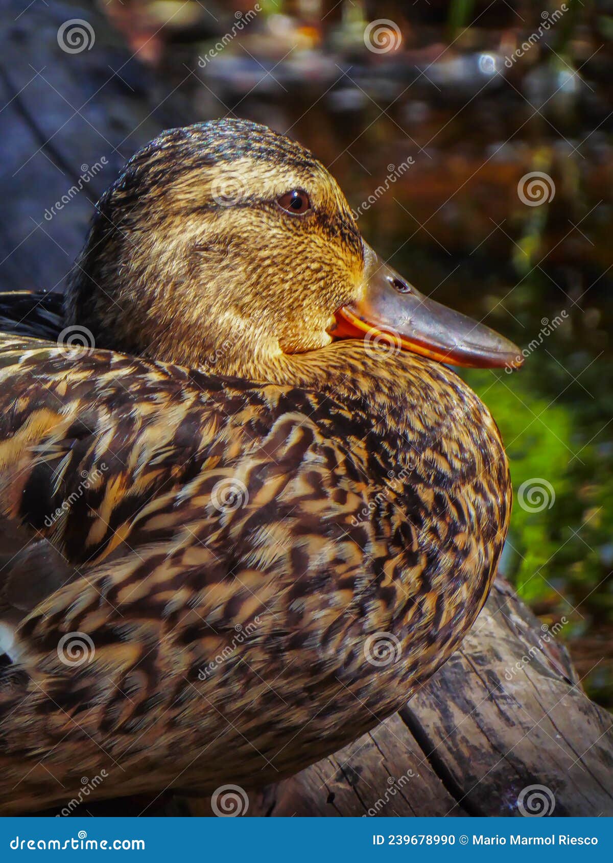 Duck Head Side Colorful Closeup Stock Photo - Image of focus, swimming ...