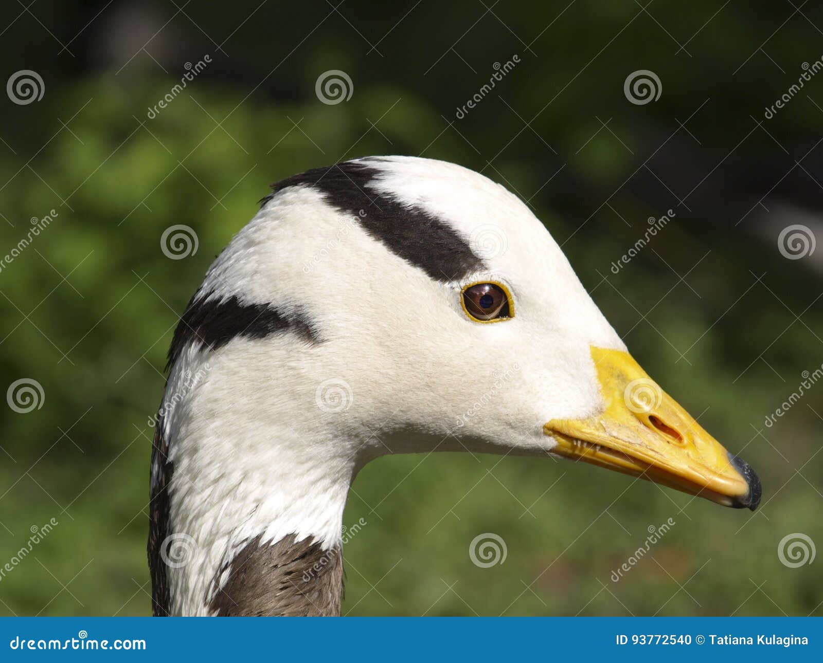 Duck stock photo. Image of natural, neck, domestic, colorful - 93772540