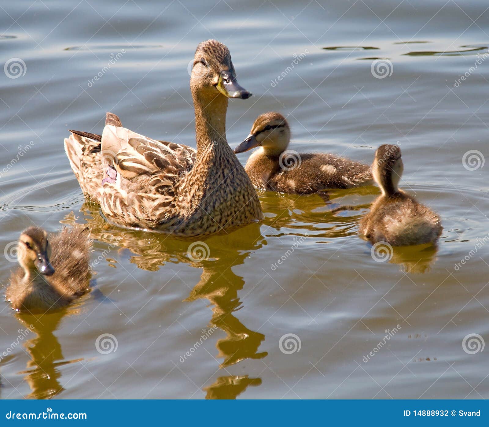 Duck with her children stock photo. Image of happy, duckie - 14888932