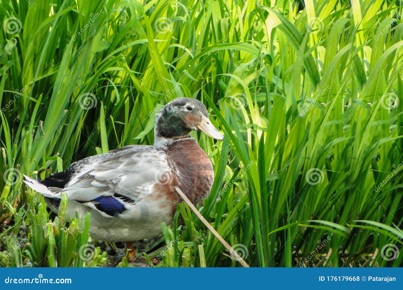 A duck hide in green grass stock photo. Image of life - 176179668