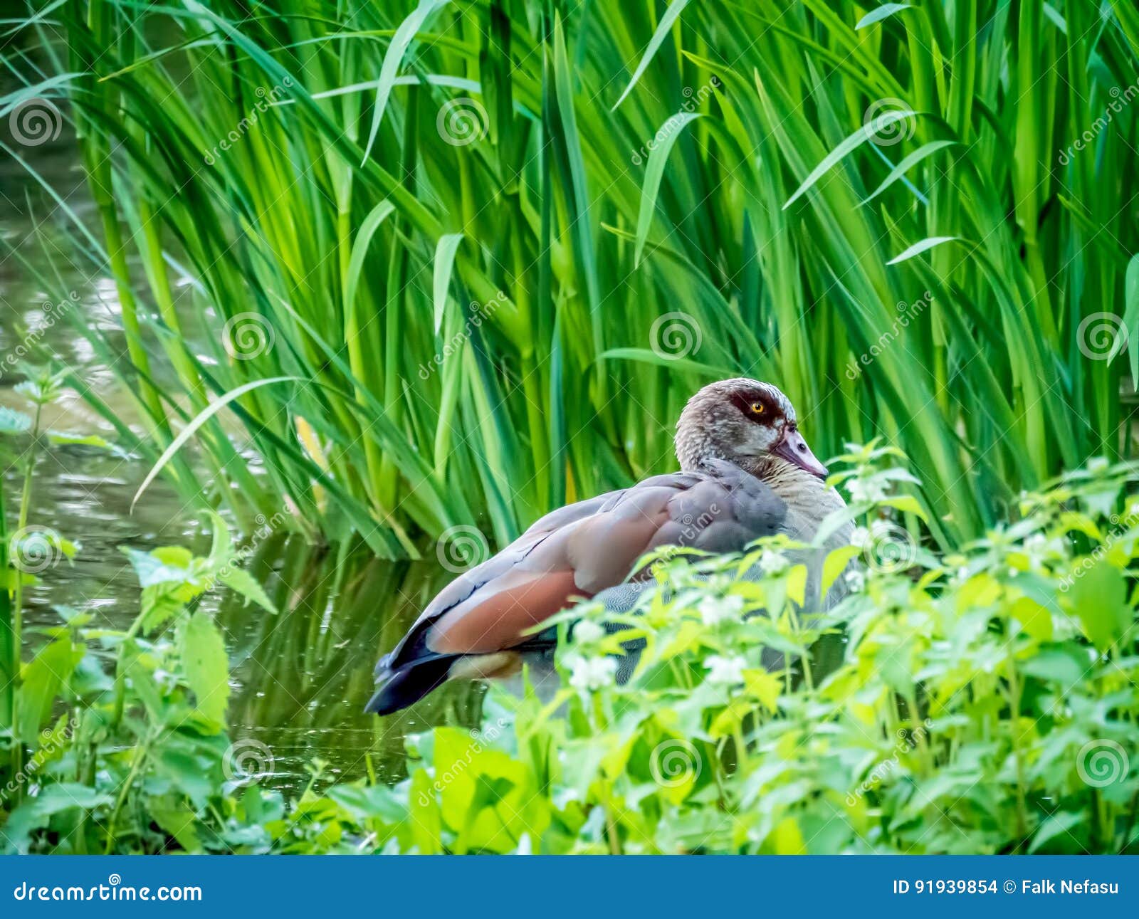 Duck Hiding in Reed stock photo. Image of hiding, duck - 91939854