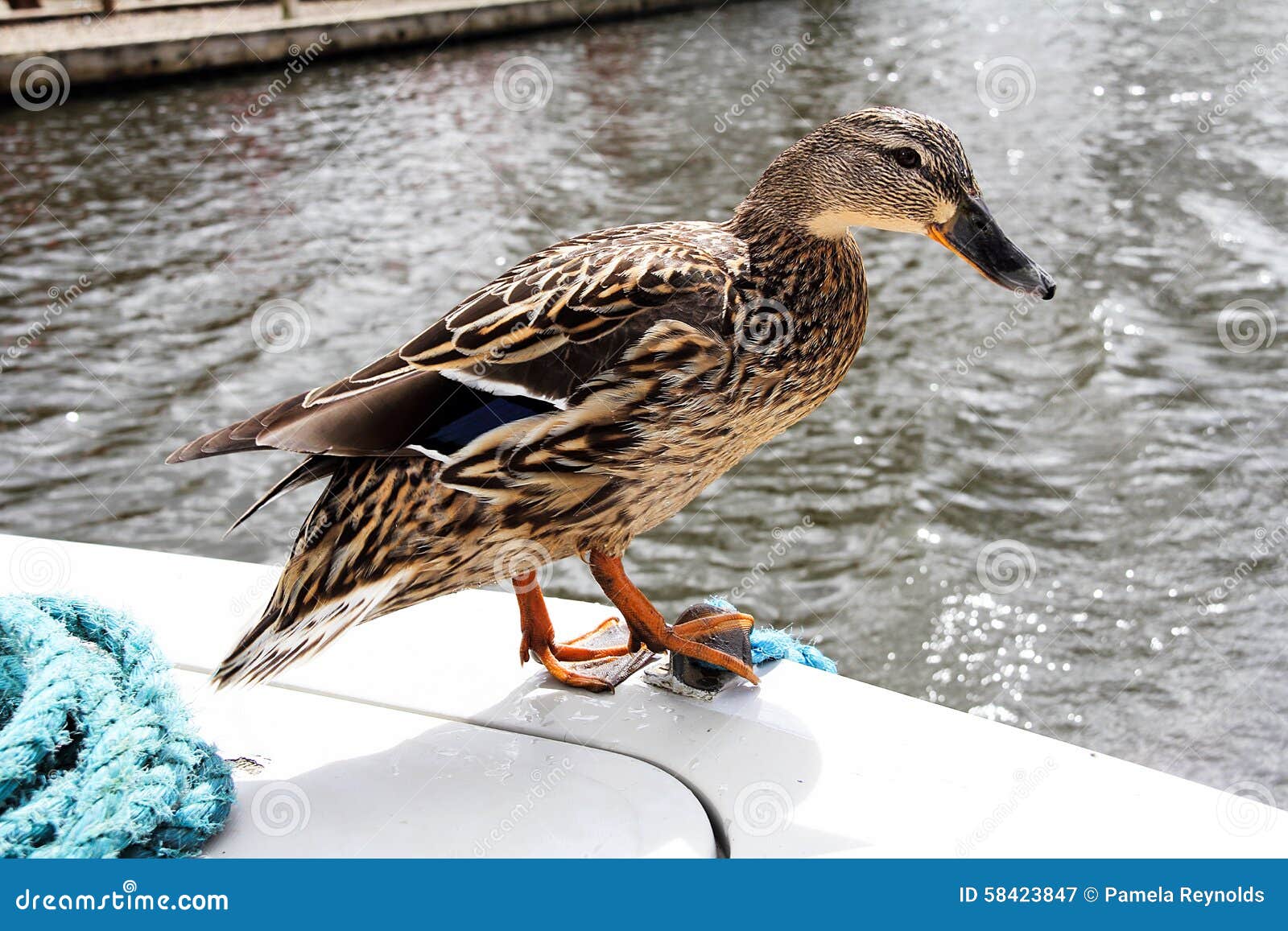 Duck Hitching a Ride stock image. Image of brown, norfolk - 58423847