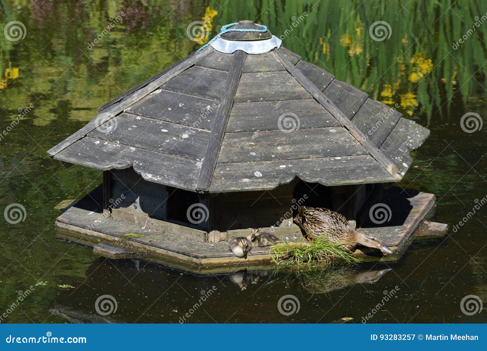 Duck house on pond. stock image. Image of duck, pond - 93283257