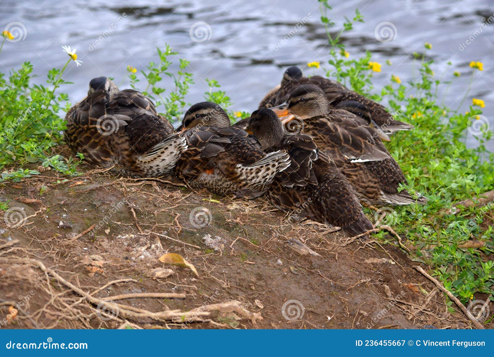 Duck and Mallard Huddle stock image. Image of outdoor - 236455667