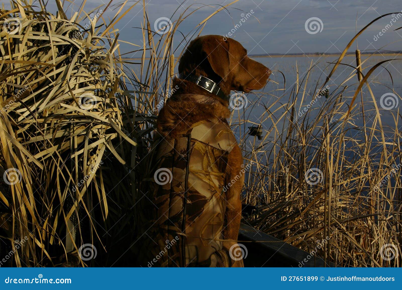 Duck Hunting Dog Wallpaper