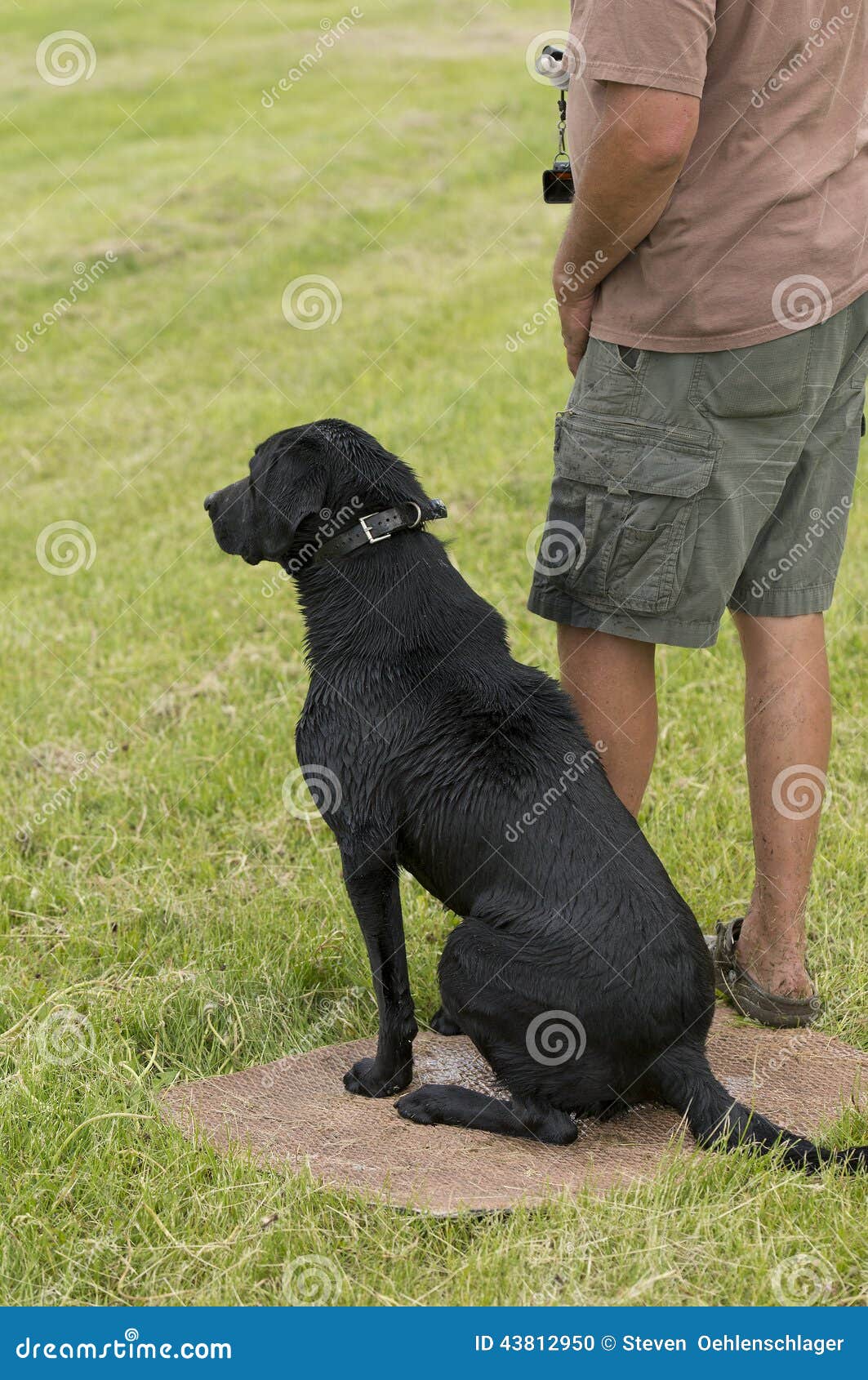 How To Train A Labrador Retriever For Duck Hunting
