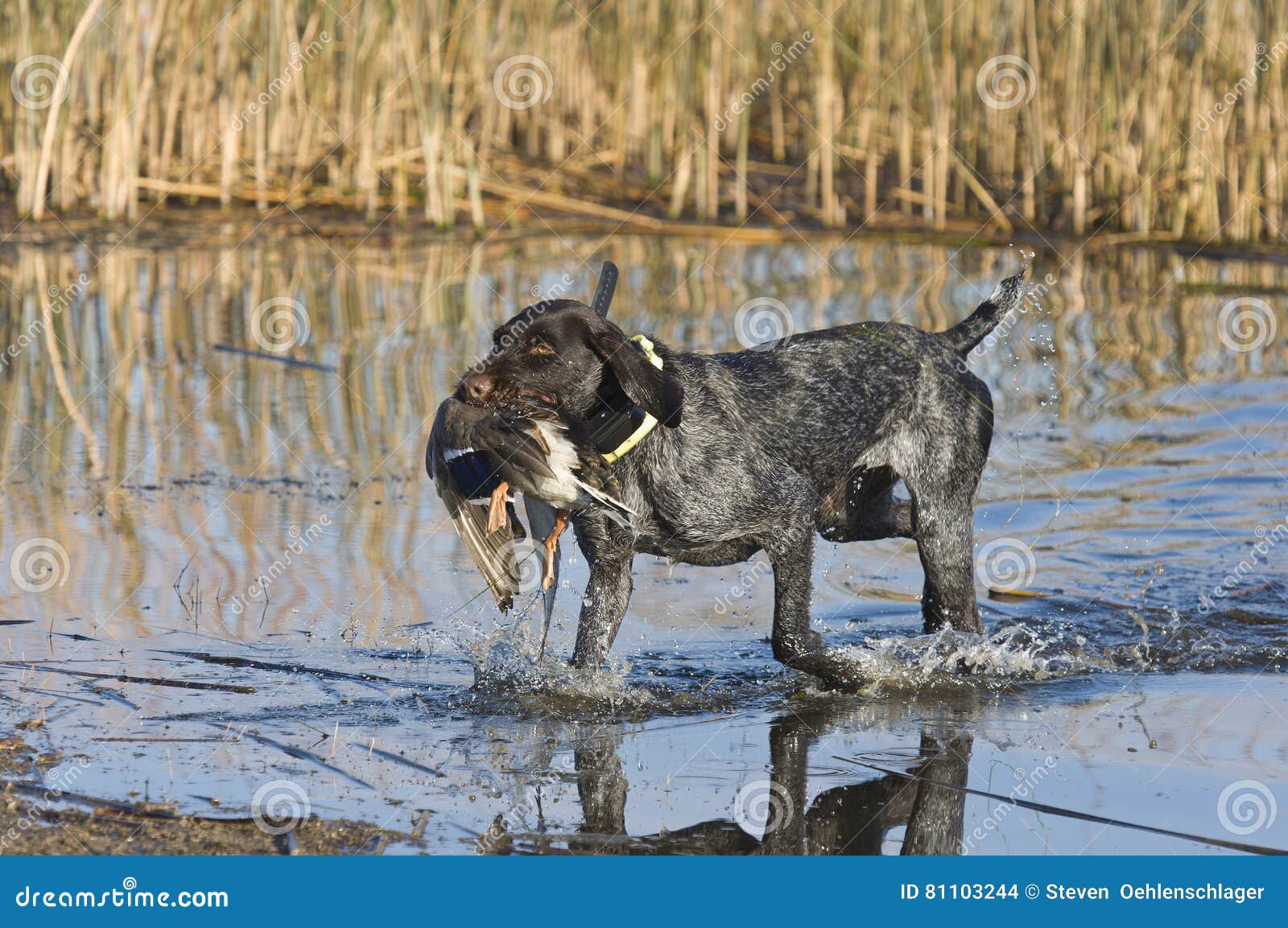 Duck hunting Dog stock photo. Image of wirehair, south - 81103244