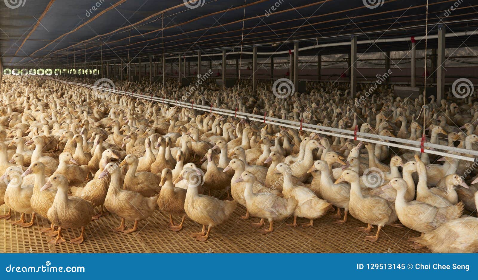 Duck Hut stock image. Image of duckling, habitat, birds - 129513145