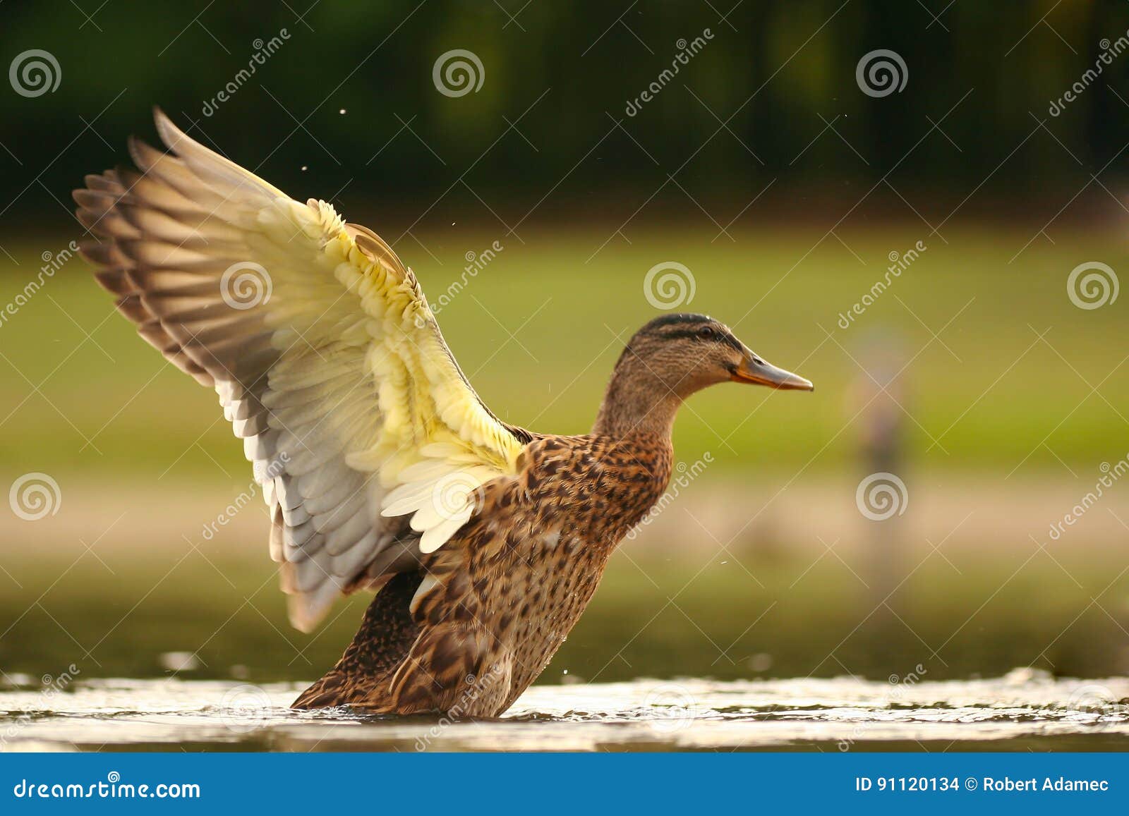 Duck stock photo. Image of sunlight, face, brown, beauty - 91120134