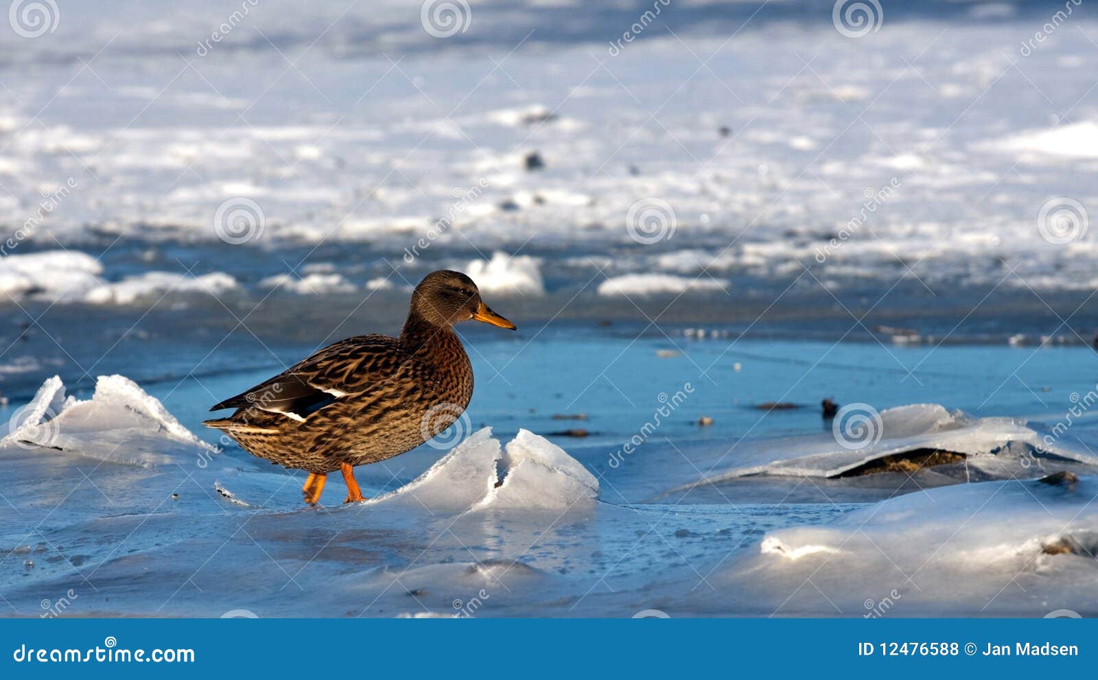 Duck on ice stock photo. Image of single, close, animals - 12476588