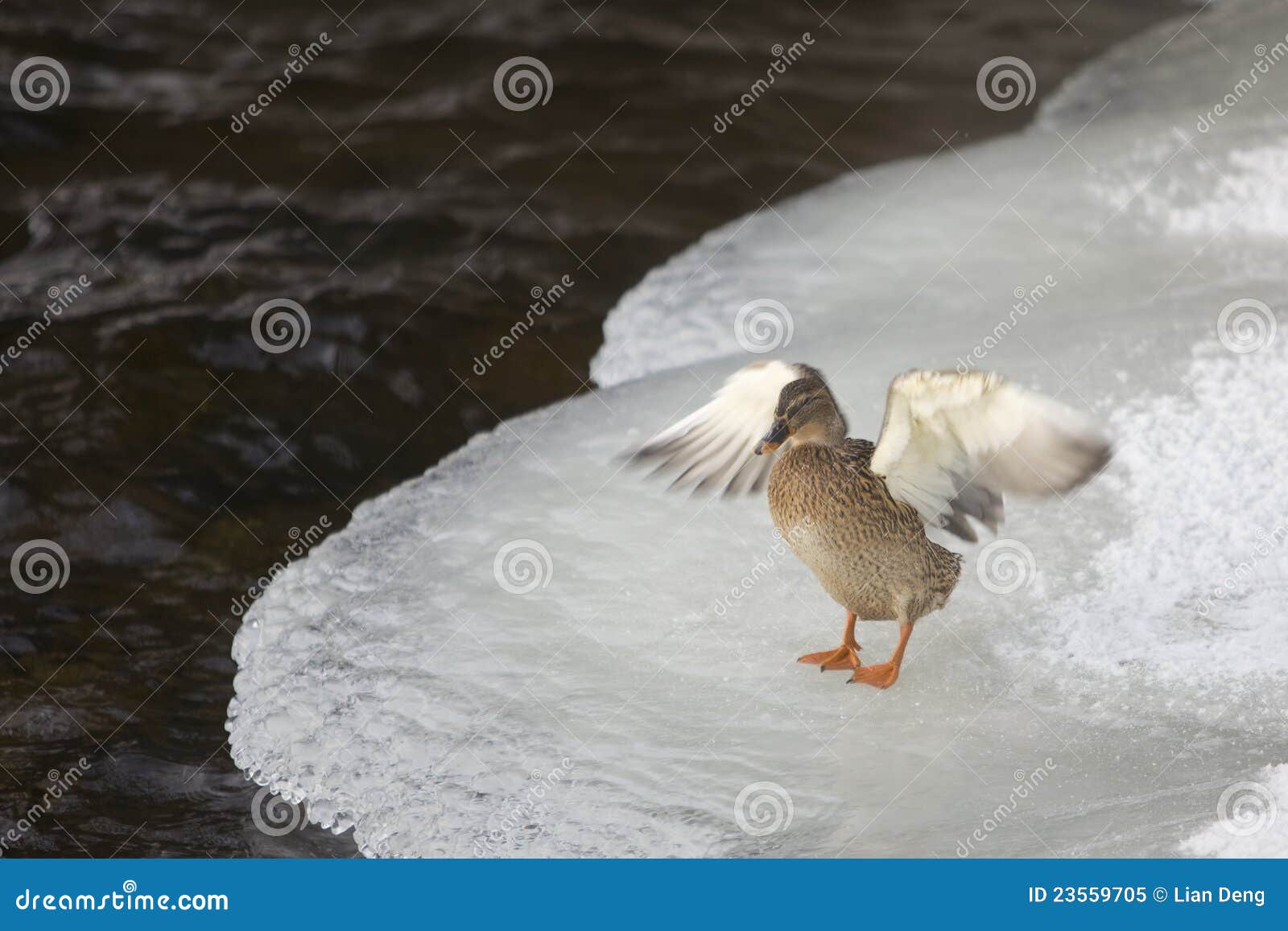 Duck on Ice stock image. Image of outside, standing, bird - 23559705
