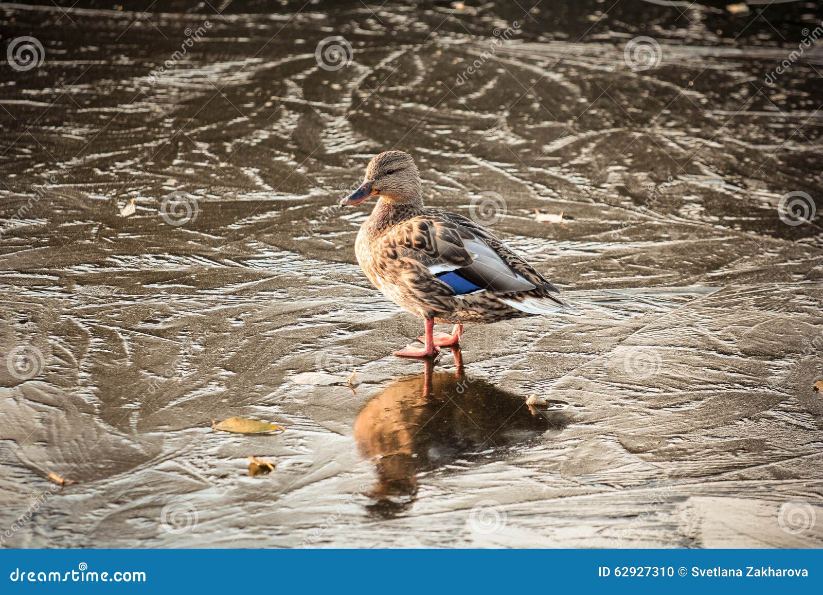 Duck on ice stock photo. Image of bread, waiting, throw - 62927310