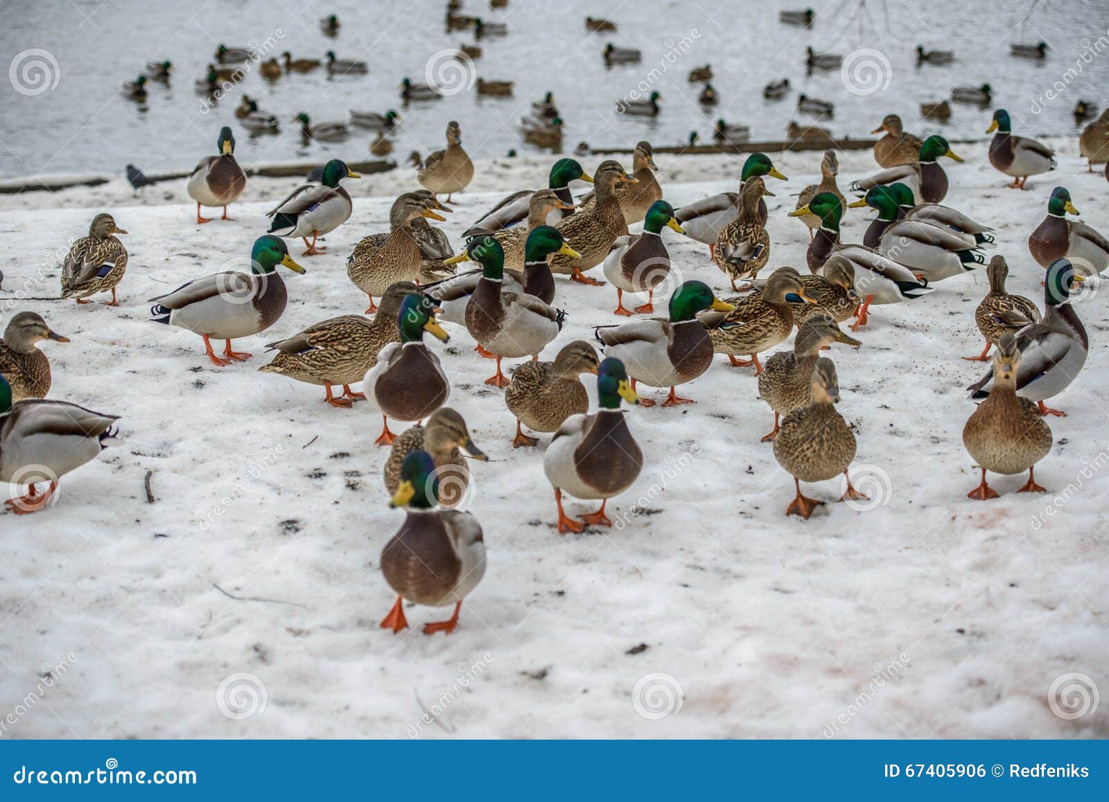 Duck on ice in winter stock photo. Image of ducks, season - 67405906
