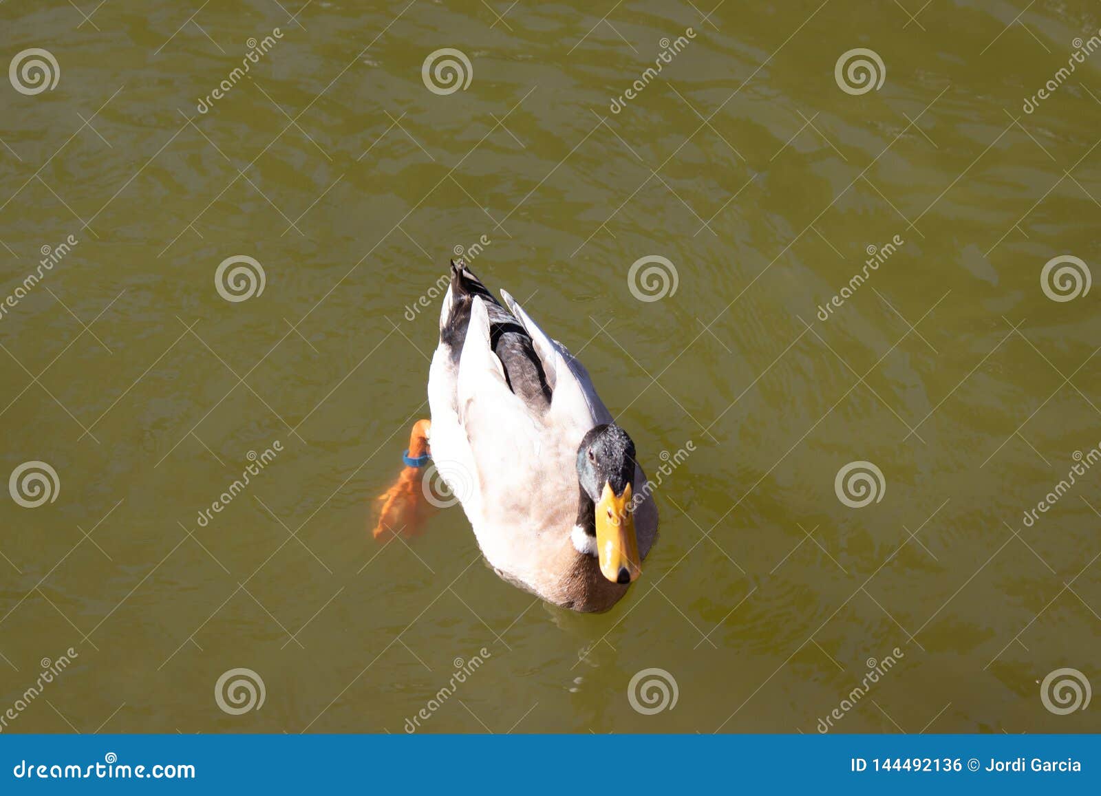 Duck in Public Park. Water. Stock Photo - Image of animal, ducks: 144492136