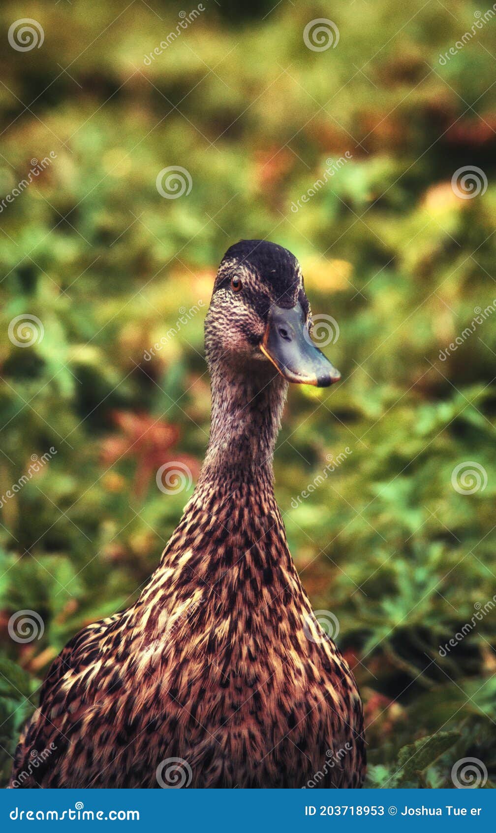 Duck intense stare stock image. Image of chicken, duck - 203718953