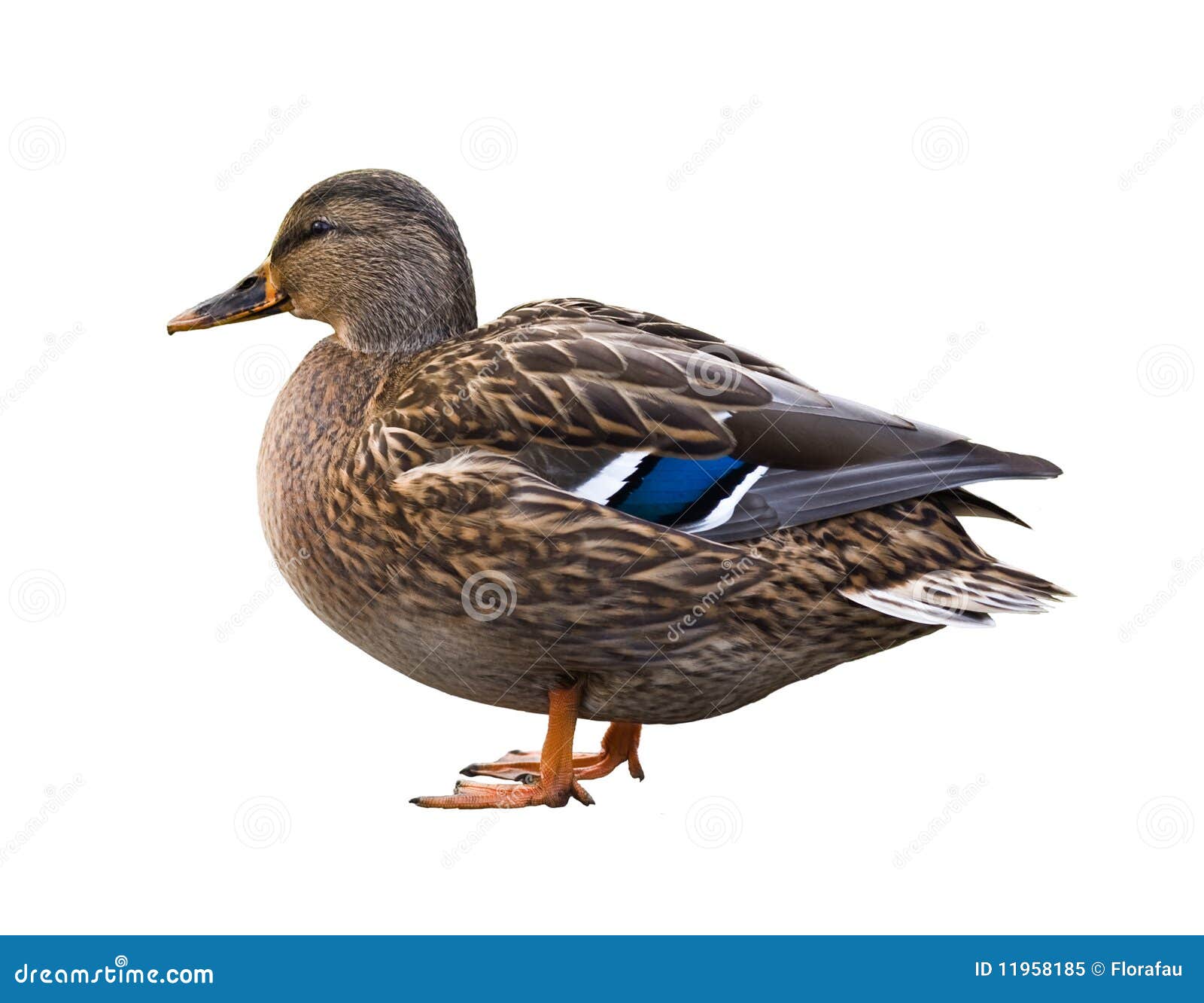 Duck isolated stock image. Image of wildlife, mallard - 11958185