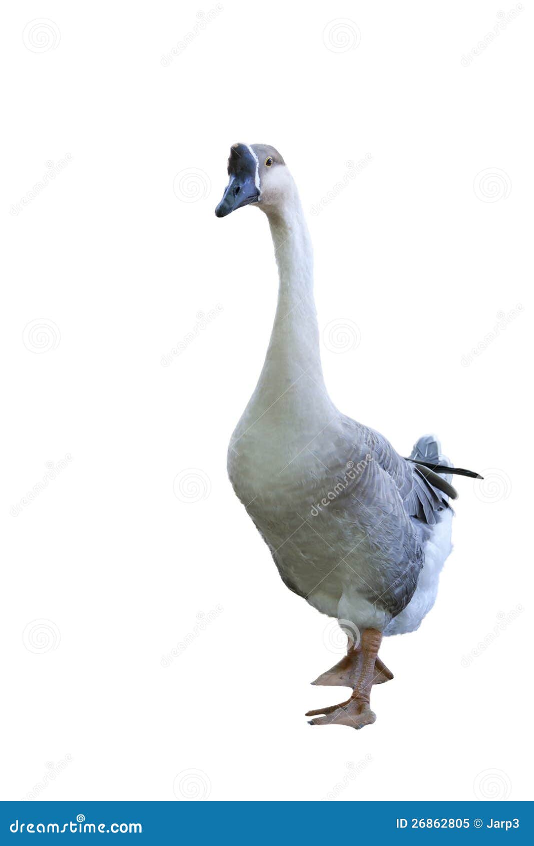 Duck isolated stock image. Image of animal, isolated - 26862805