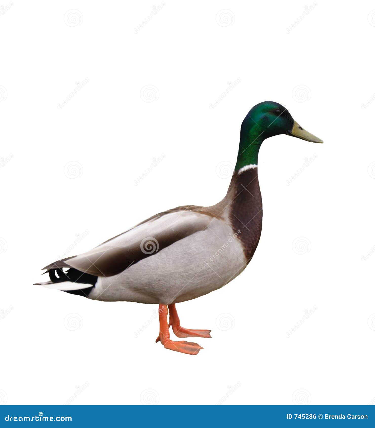 Duck Isolated stock photo. Image of beautiful, mallard - 745286
