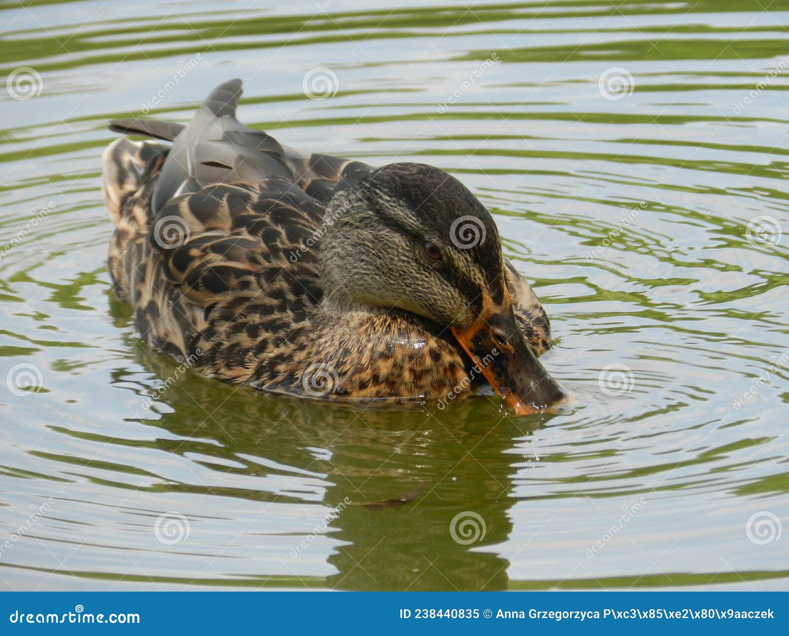 A Duck in Its Natural Habitat. Pond in the Park. Stock Image - Image of ...