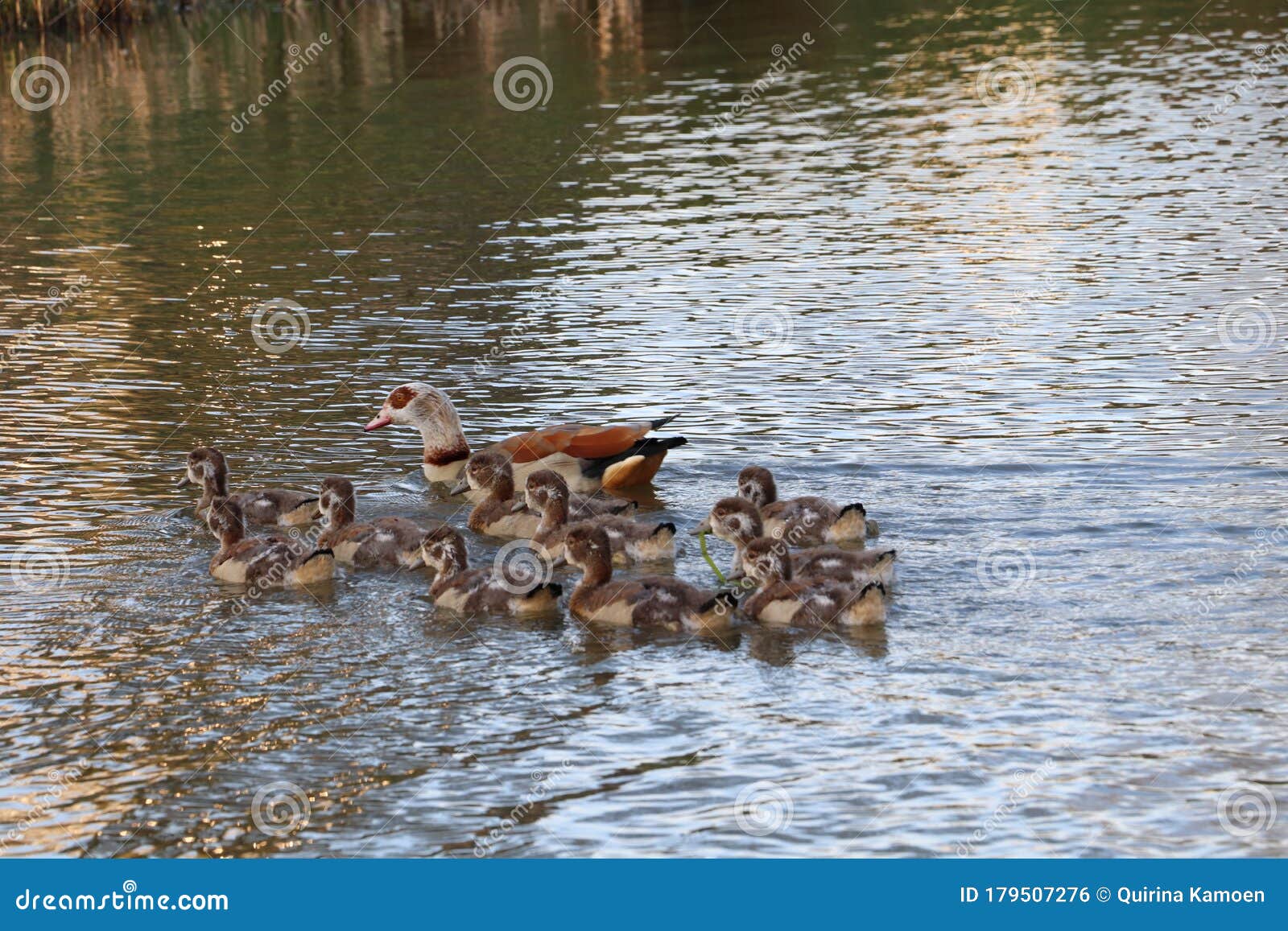 The Duck with Its Young Ducklings Stock Photo - Image of animal ...