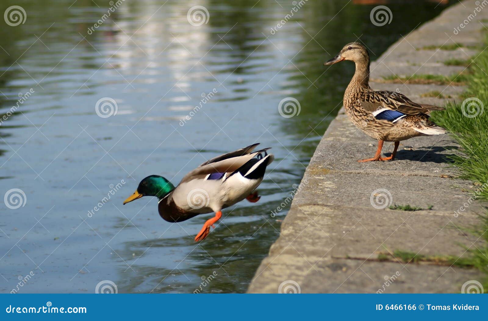 Duck jump stock photo. Image of animals, duck, snapshot - 6466166