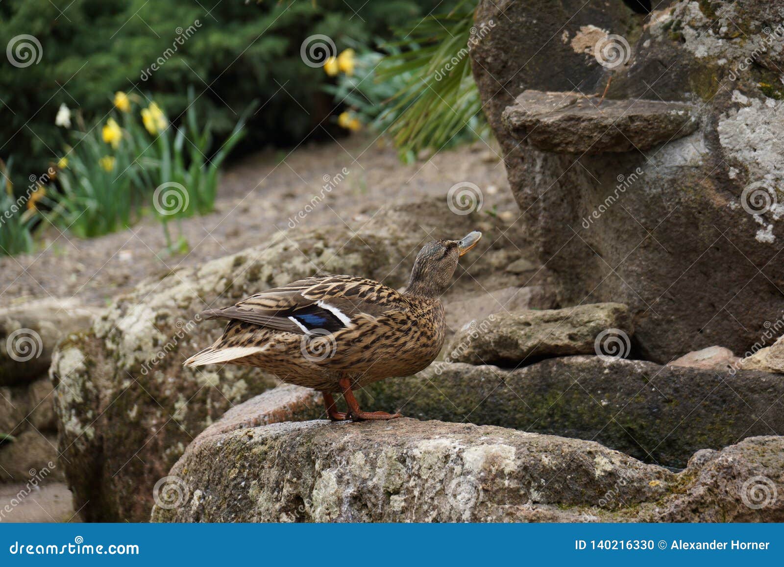 Duck Jumping Sitting on Rock Stock Photo - Image of europe ...