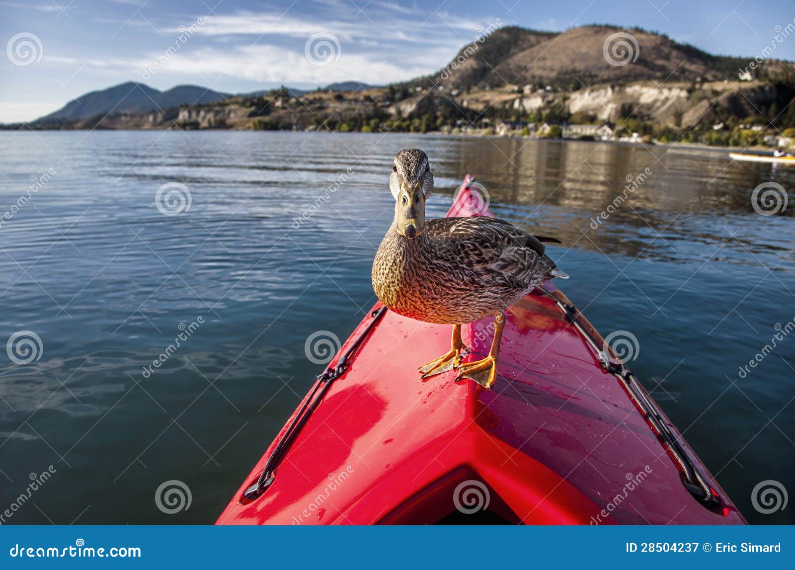 Duck on a Kayak stock image. Image of cute, wildlife - 28504237
